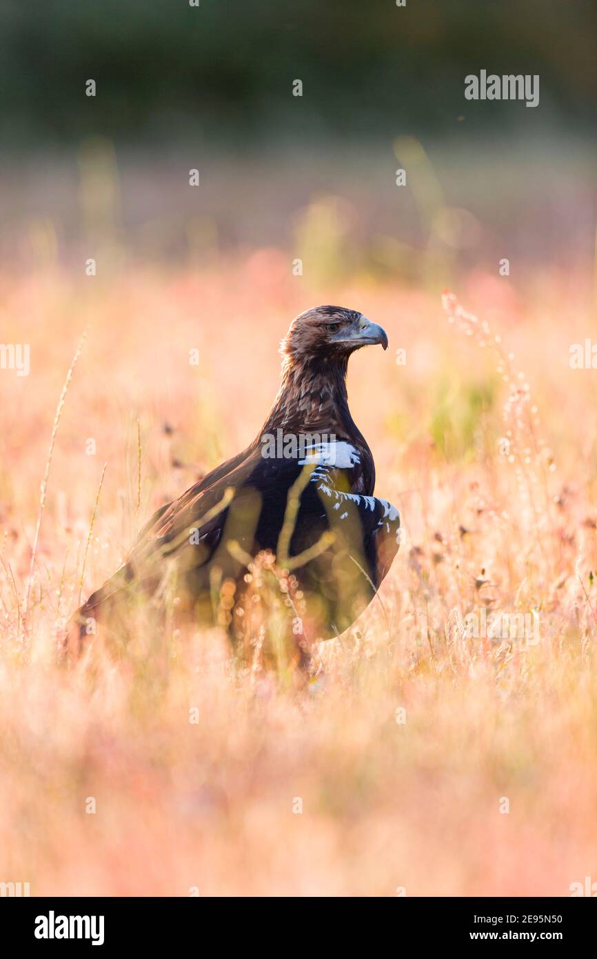 AGUILA IMPERIAL IBERICA (Aquila adalberti Stock Photo - Alamy