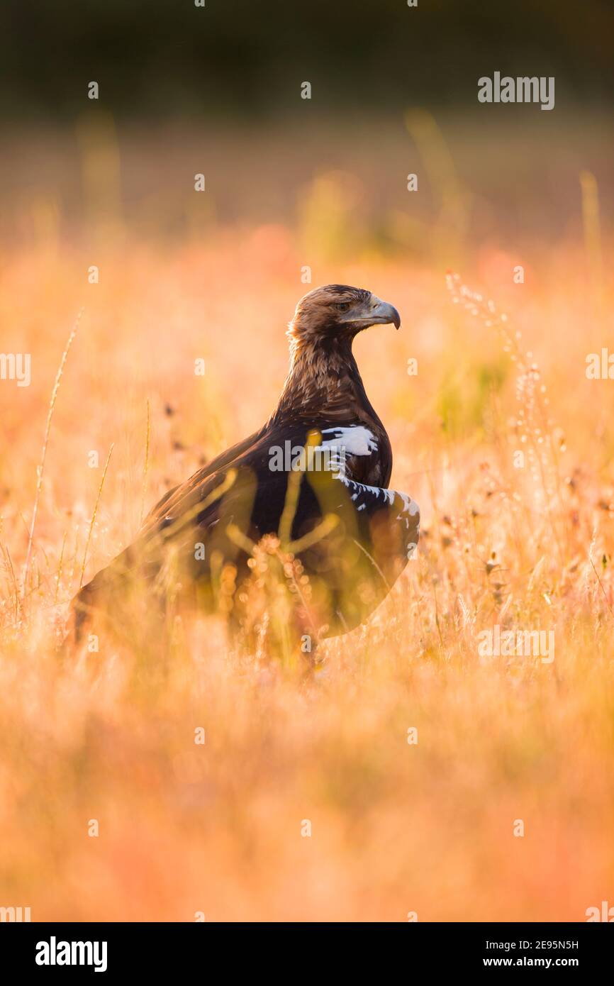 AGUILA IMPERIAL IBERICA- SPANISH IMPERIAL EAGLE Eagle (Aquila adalberti). Iberian Imperial Eagle ...