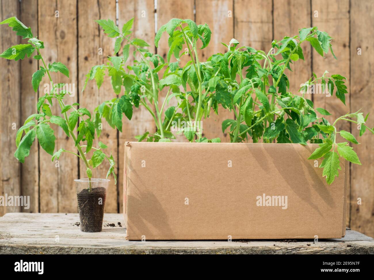 Transplant box hi-res stock photography and images - Alamy