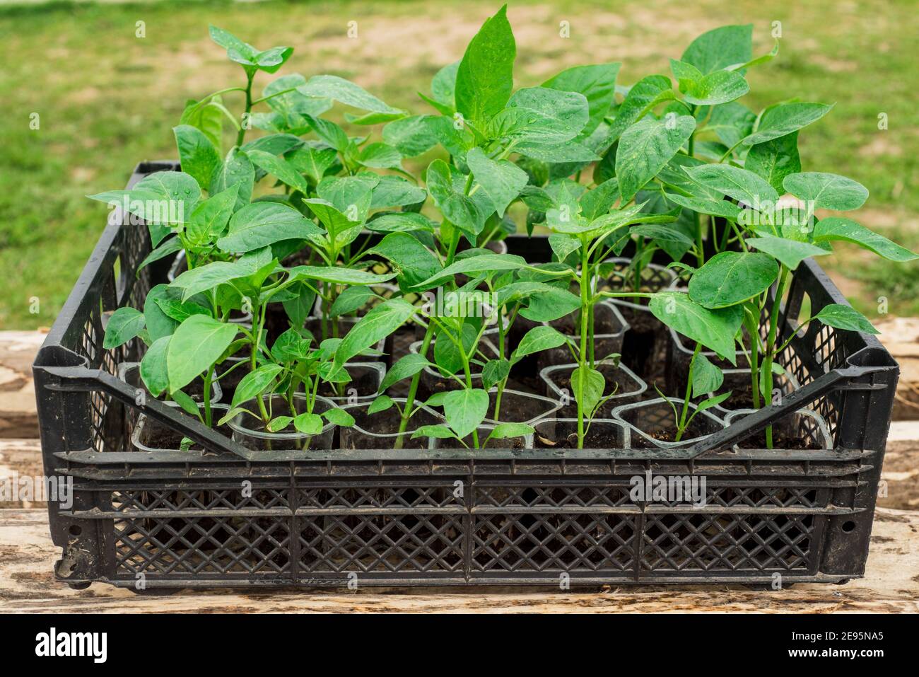 Transplant Box High Resolution Stock Photography and Images - Alamy