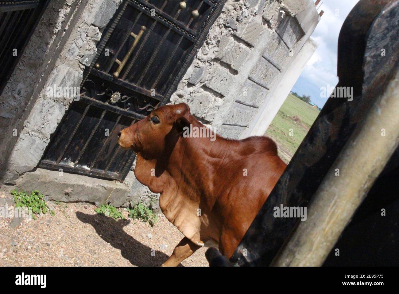 Iron cow hi-res stock photography and images - Alamy