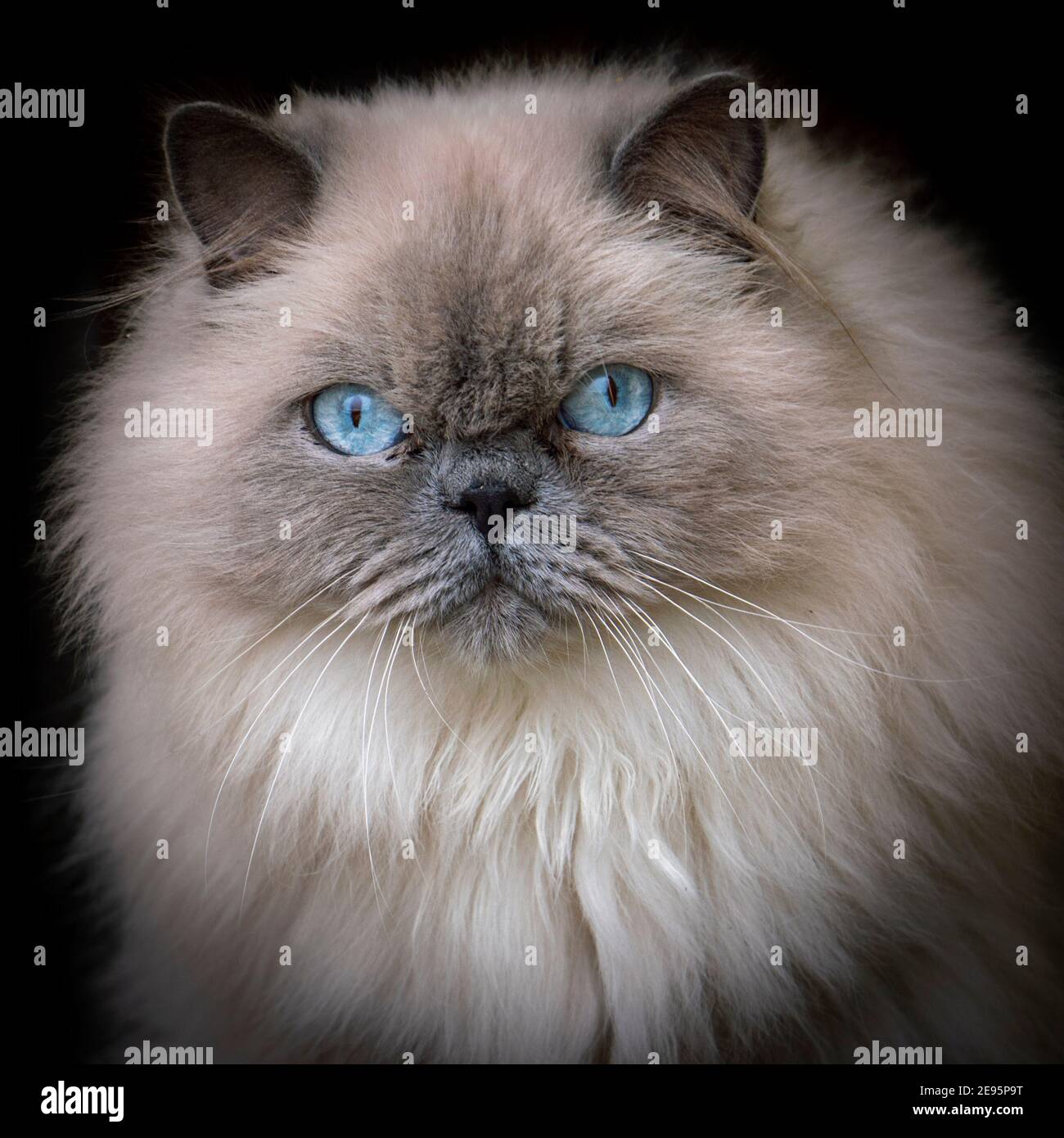 Lovely adult Ragdoll Cat isolated on Black Background Stock Photo - Alamy