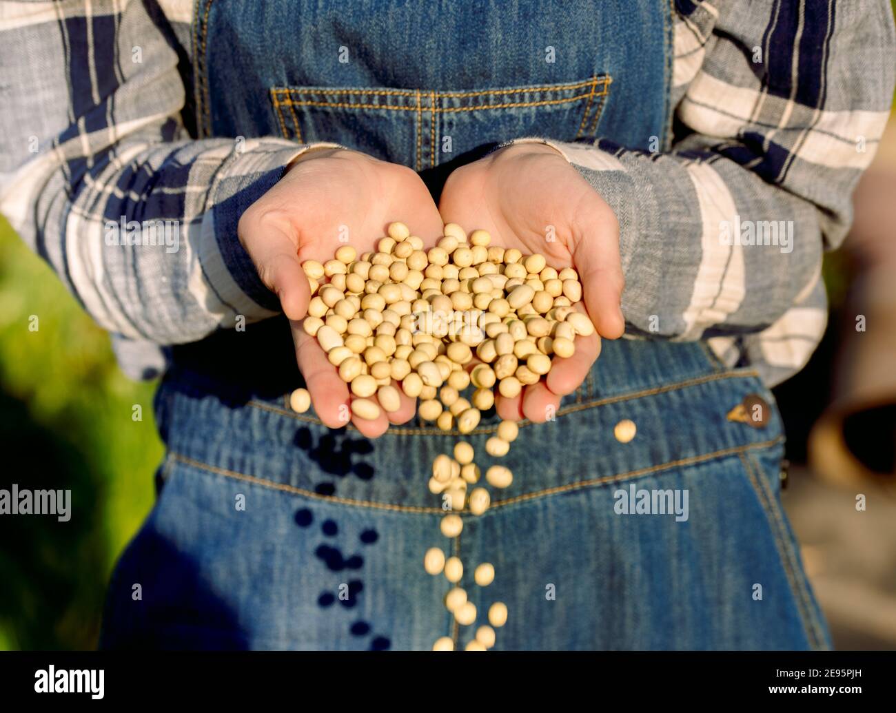Healthy pea seedling in ground hi-res stock photography and images - Alamy