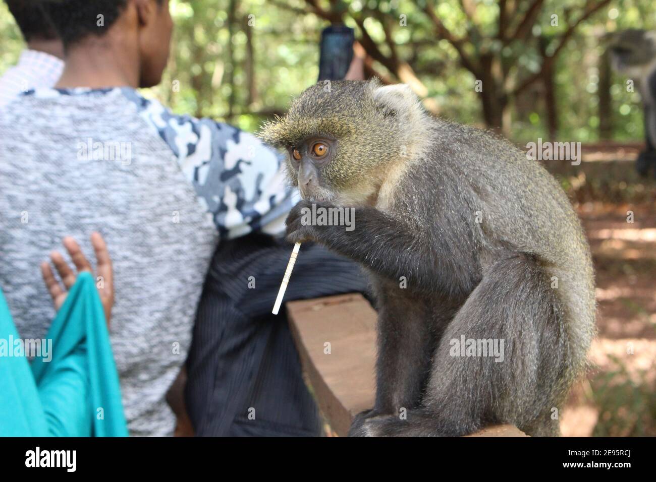 Monkey eating a lollypop Stock Photo - Alamy