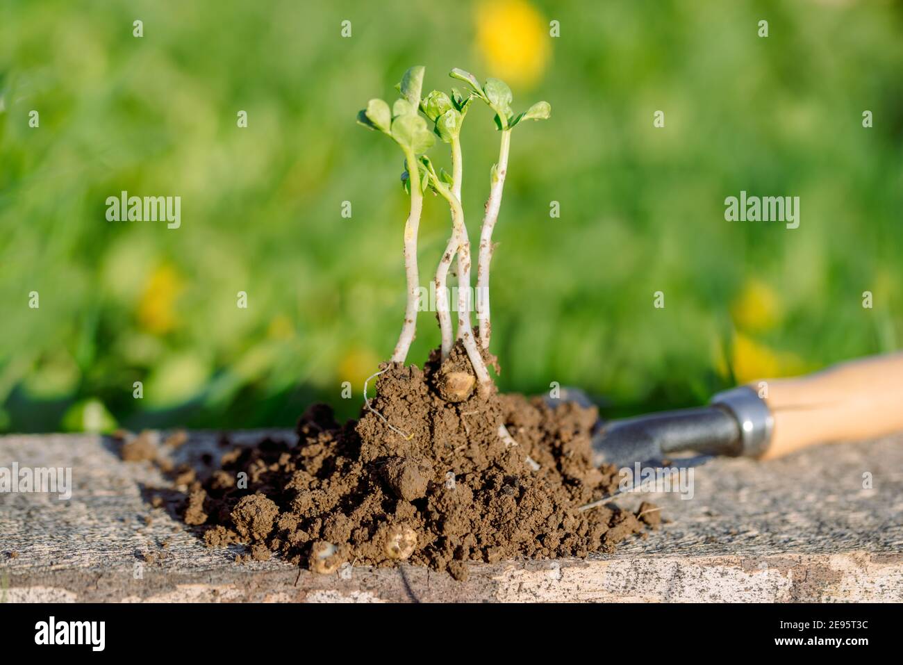 Young plant in the morning light.Sprout seedlings on the shoulder blade ...