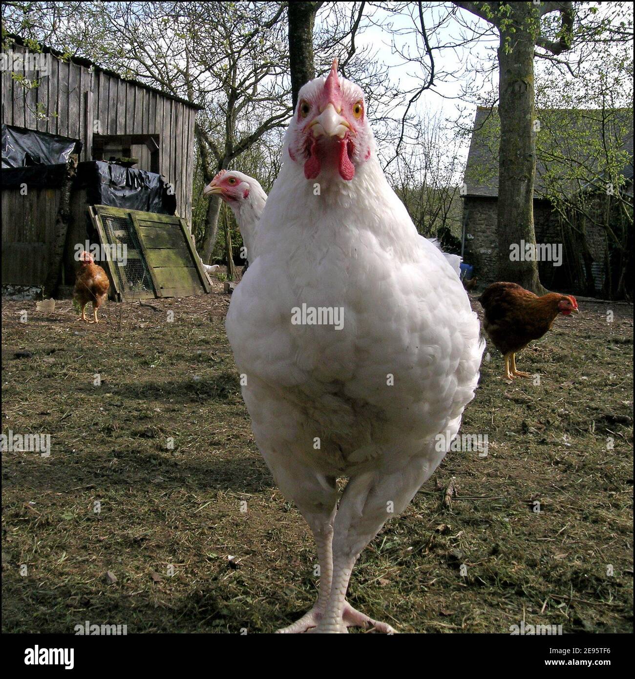 Avian Flu - Free poultry farm in Tinteniac near Rennes, Brittany ...