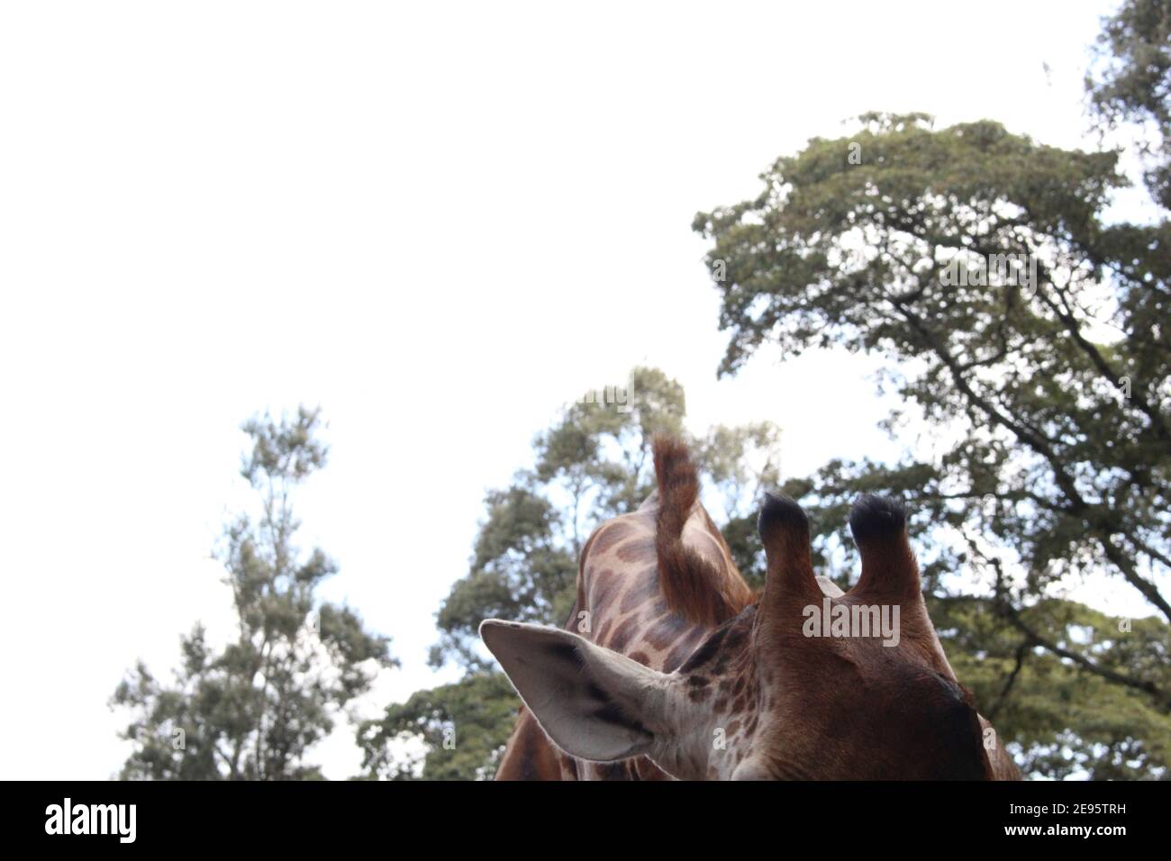 Giraffe ears hi-res stock photography and images - Alamy