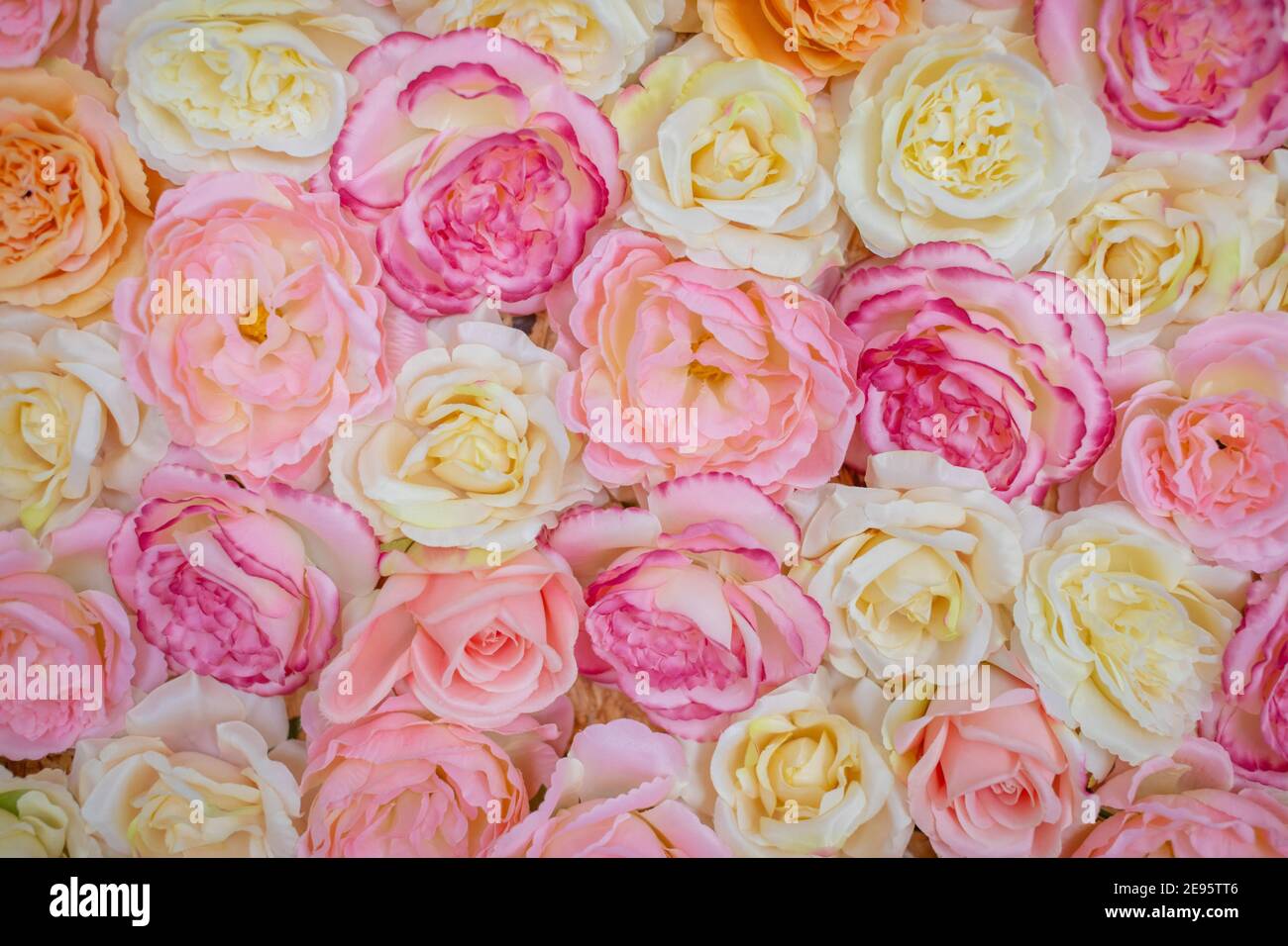 Bright pink roses background Stock Photo - Alamy