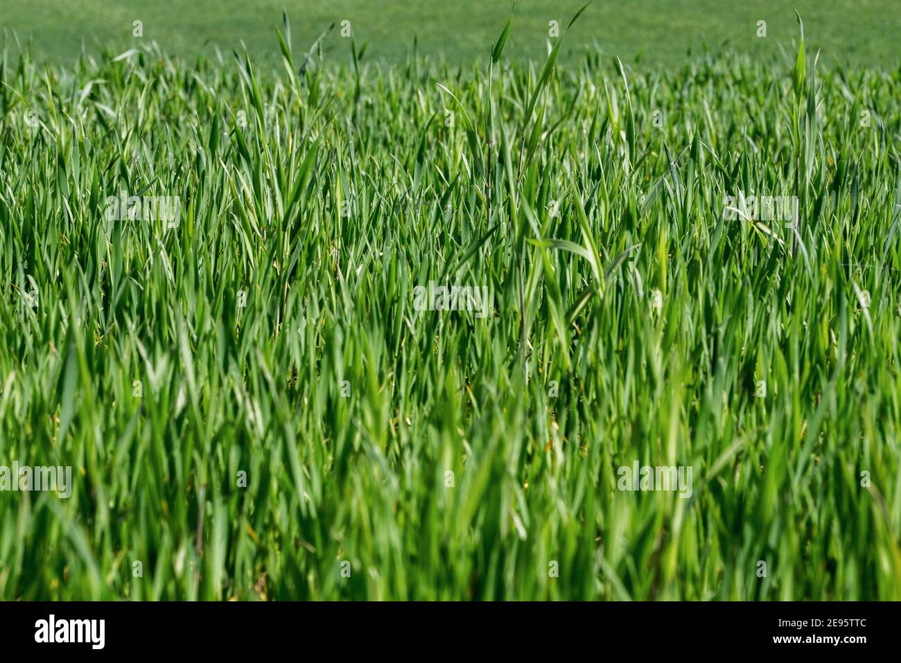 Green field with Beautiful juicy young spring summer green gras.Wheat ...