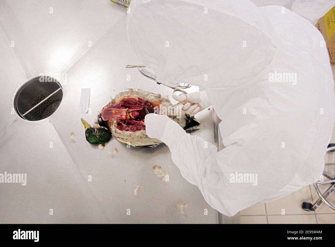 Poulet de sauvetage hi-res stock photography and images - Alamy