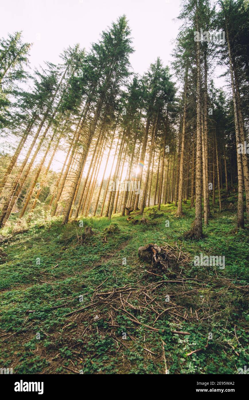 view of sunlight going through fir trees wallpaper Stock Photo - Alamy