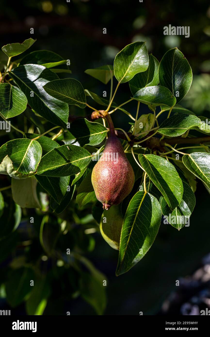 Pear trees in sunshine hi-res stock photography and images - Alamy