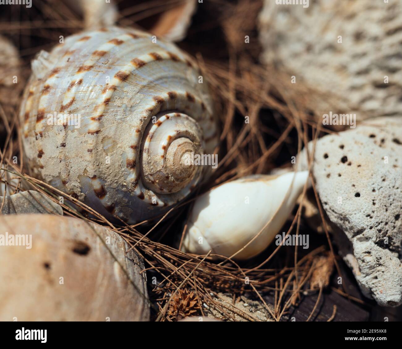 Shell seashell nature hi-res stock photography and images - Alamy