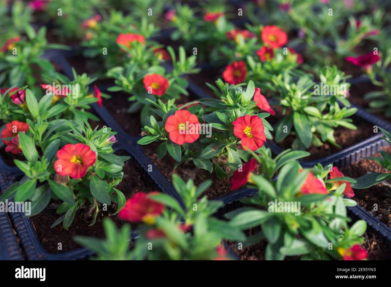 Growing calibrachoa plants in flower pots in greenhouse Stock Photo - Alamy