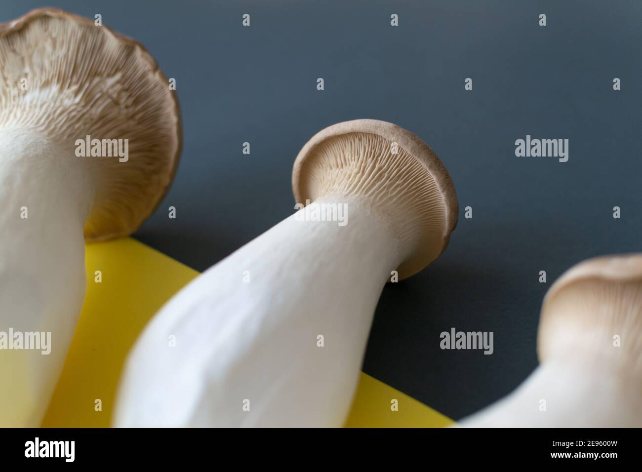 Eringi king oyster mushroom hi-res stock photography and images - Alamy