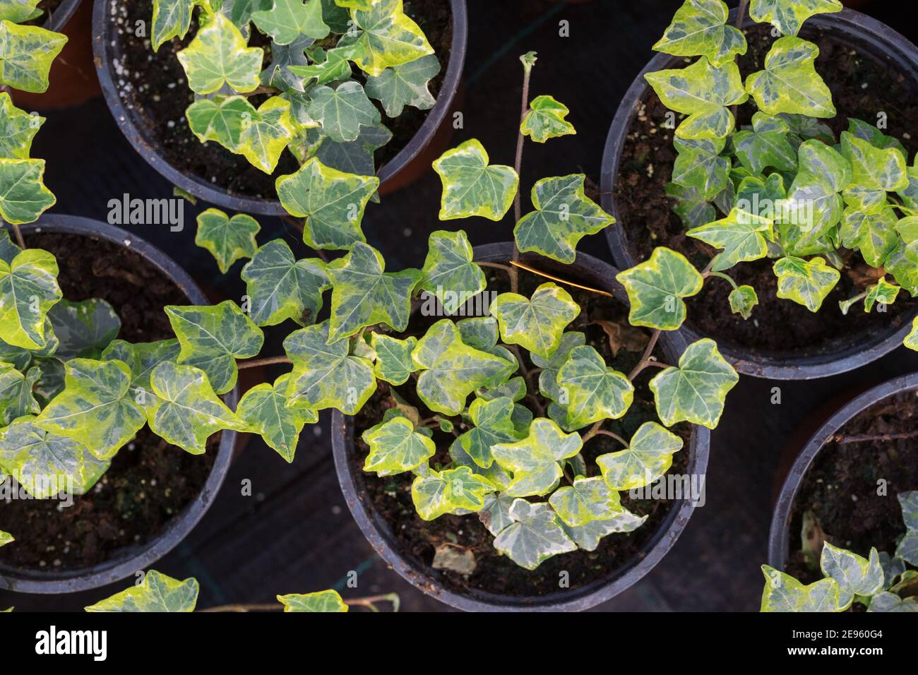 Common ivy growing in pots indoors Stock Photo - Alamy