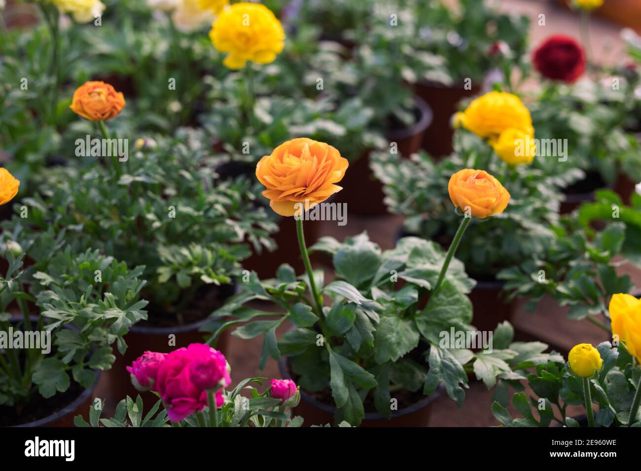 Orange, pink and yellow ranunculus or buttercups Stock Photo - Alamy
