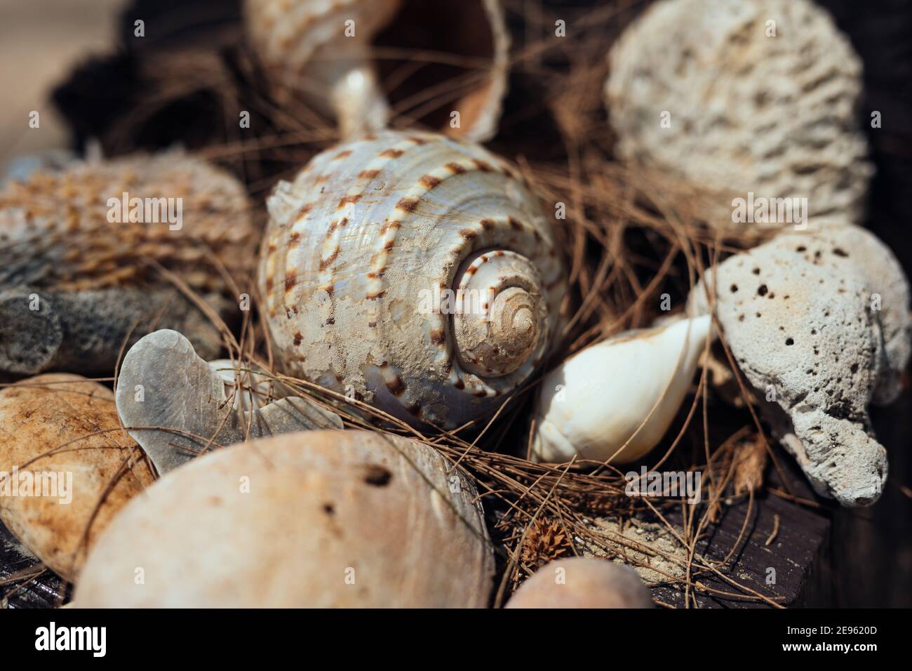 Large seashells stacked together on the beach Stock Photo - Alamy