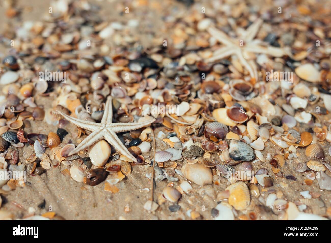 Starfish and seashells on sand beach hi-res stock photography and ...