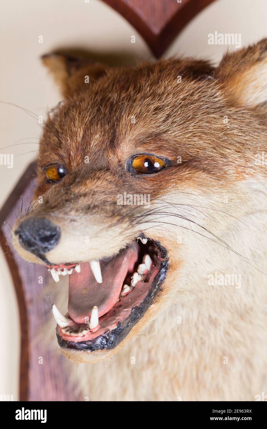 Fox head trophy from the Art Deco period - 1920s to 1930s Stock Photo ...