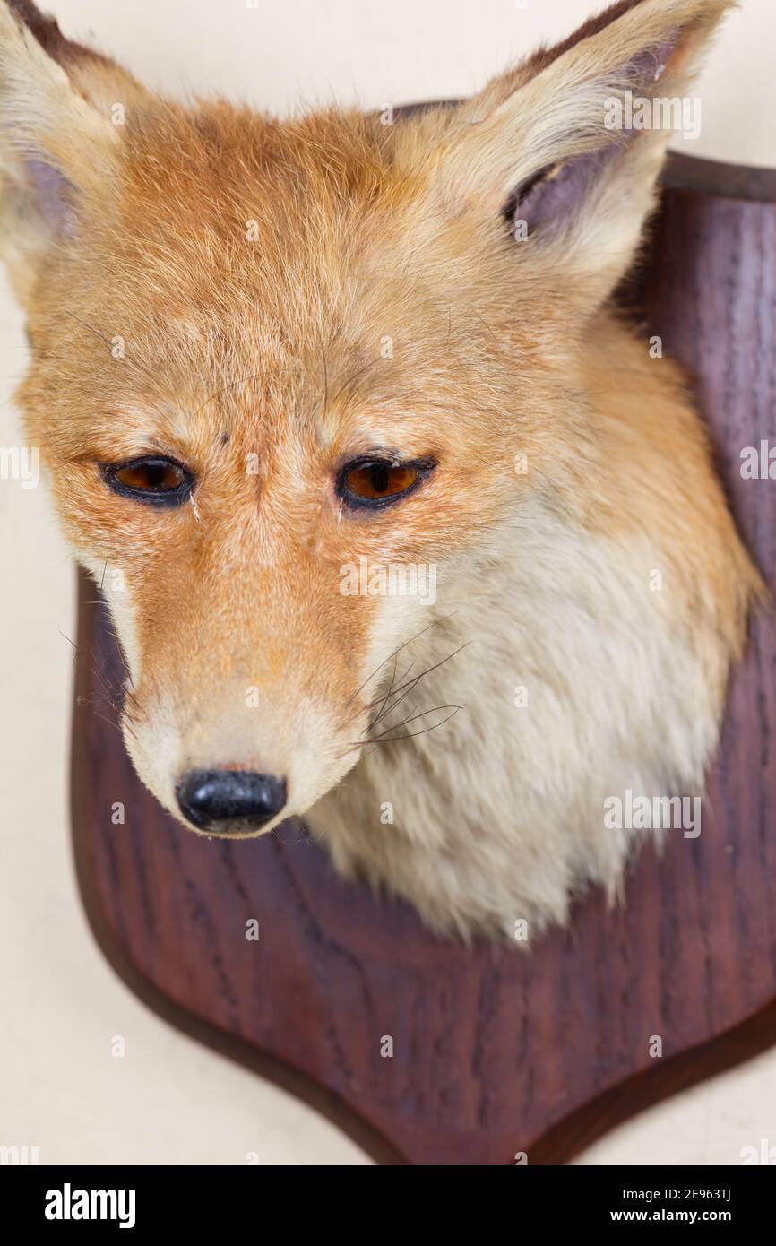 Fox head trophy from the Art Deco period - 1920s to 1930s Stock Photo ...