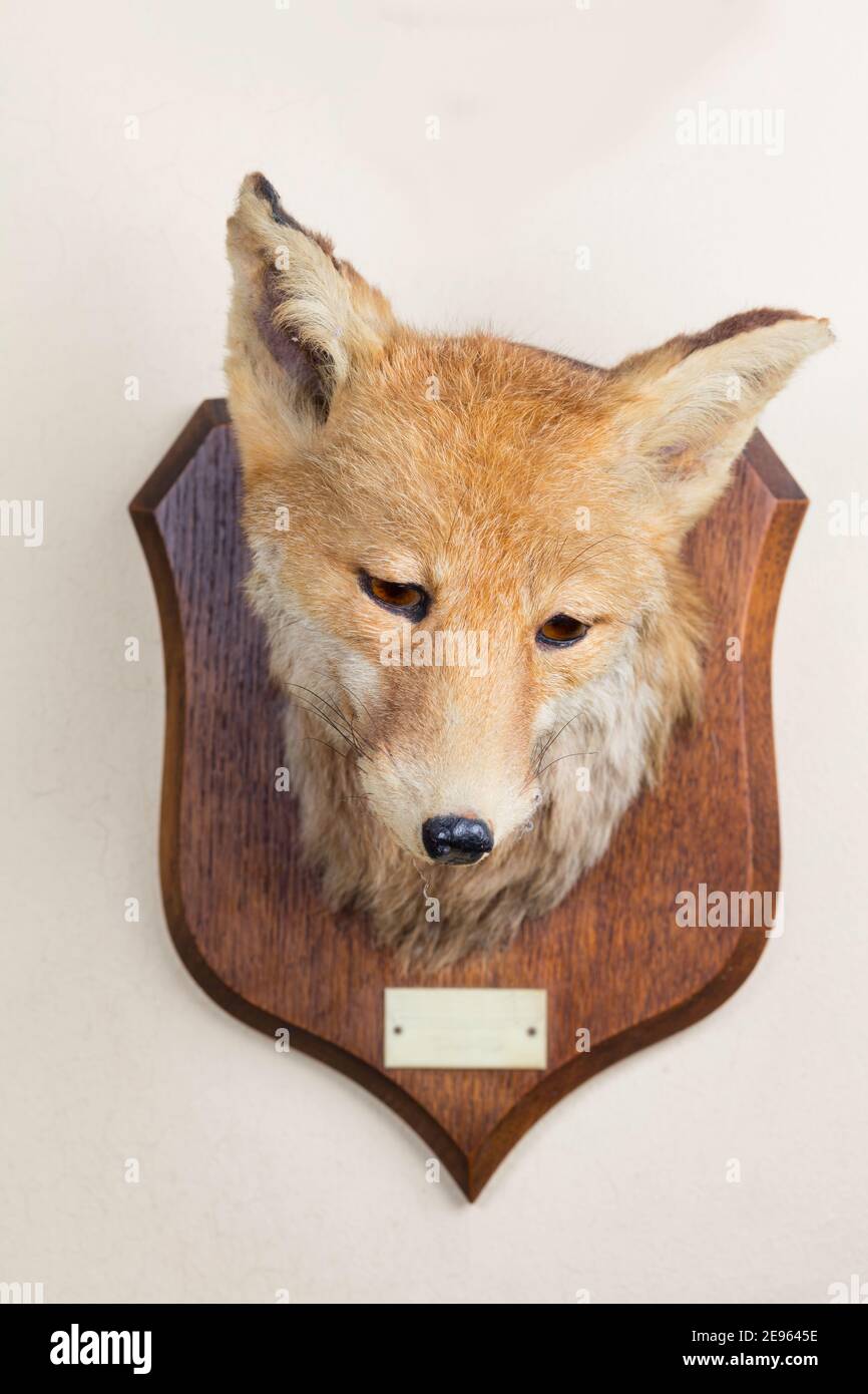 Dead red fox uk hi-res stock photography and images - Alamy
