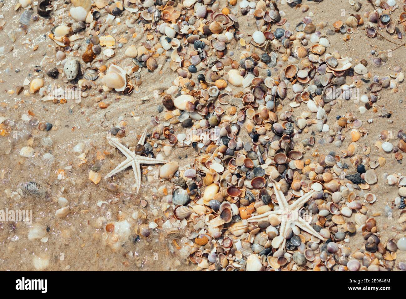 Starfish and seashells on beach hi-res stock photography and images - Alamy