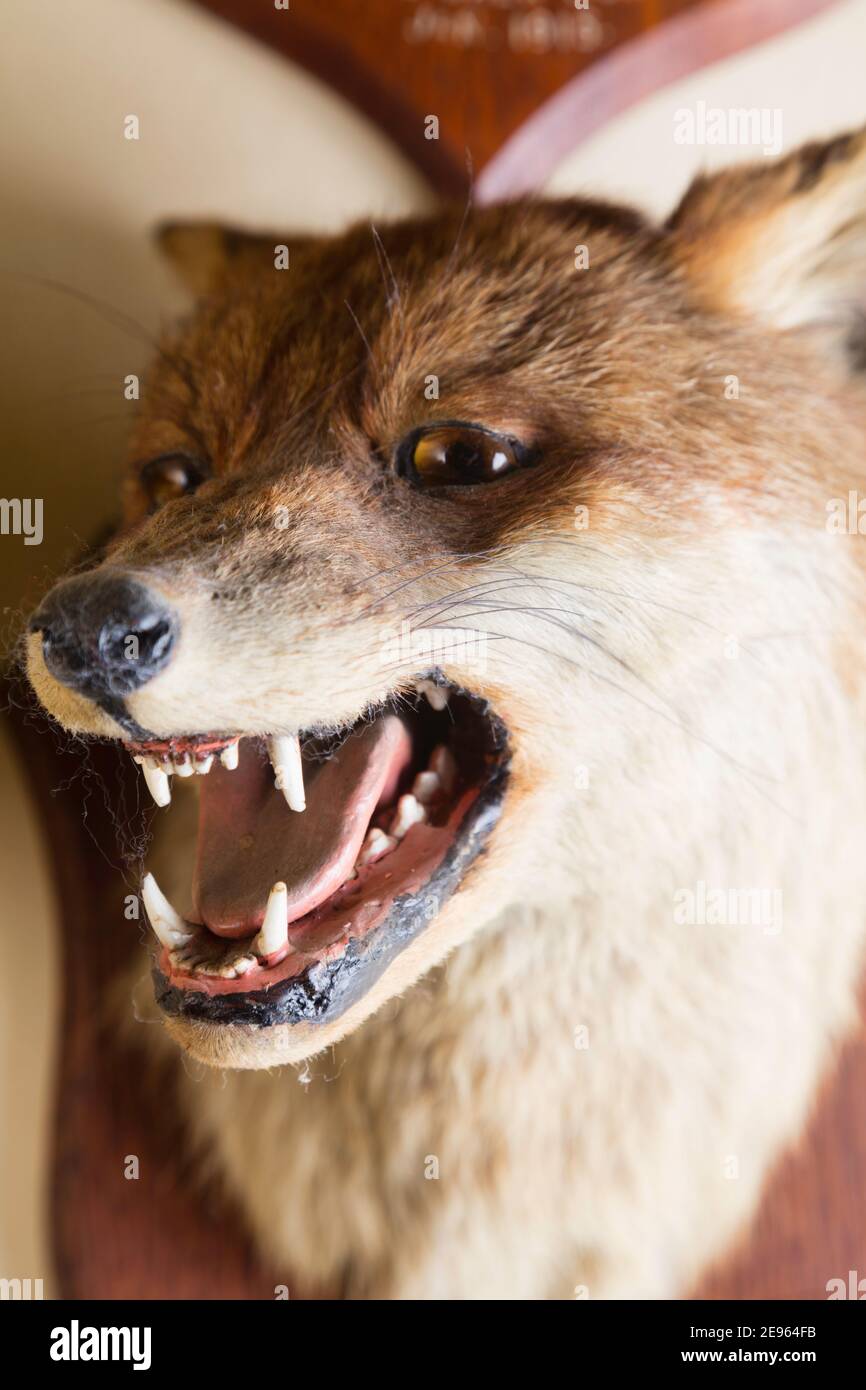 Fox head trophy from the Art Deco period - 1910s to 1930s Stock Photo ...