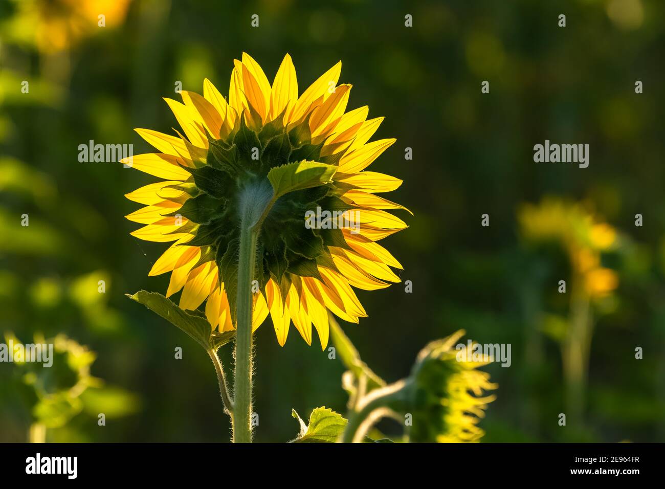 sunflowers field in full sun in Provence, yellow background Stock Photo ...