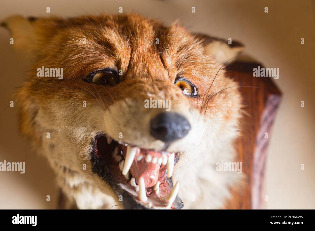 Fox head trophy from the Art Deco period - 1910s to 1930s Stock Photo ...