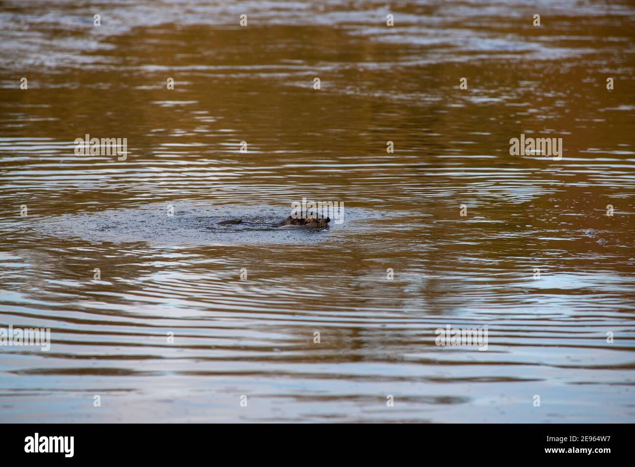 A Eurasian otter hunting in water coloured by a winter spate. River ...