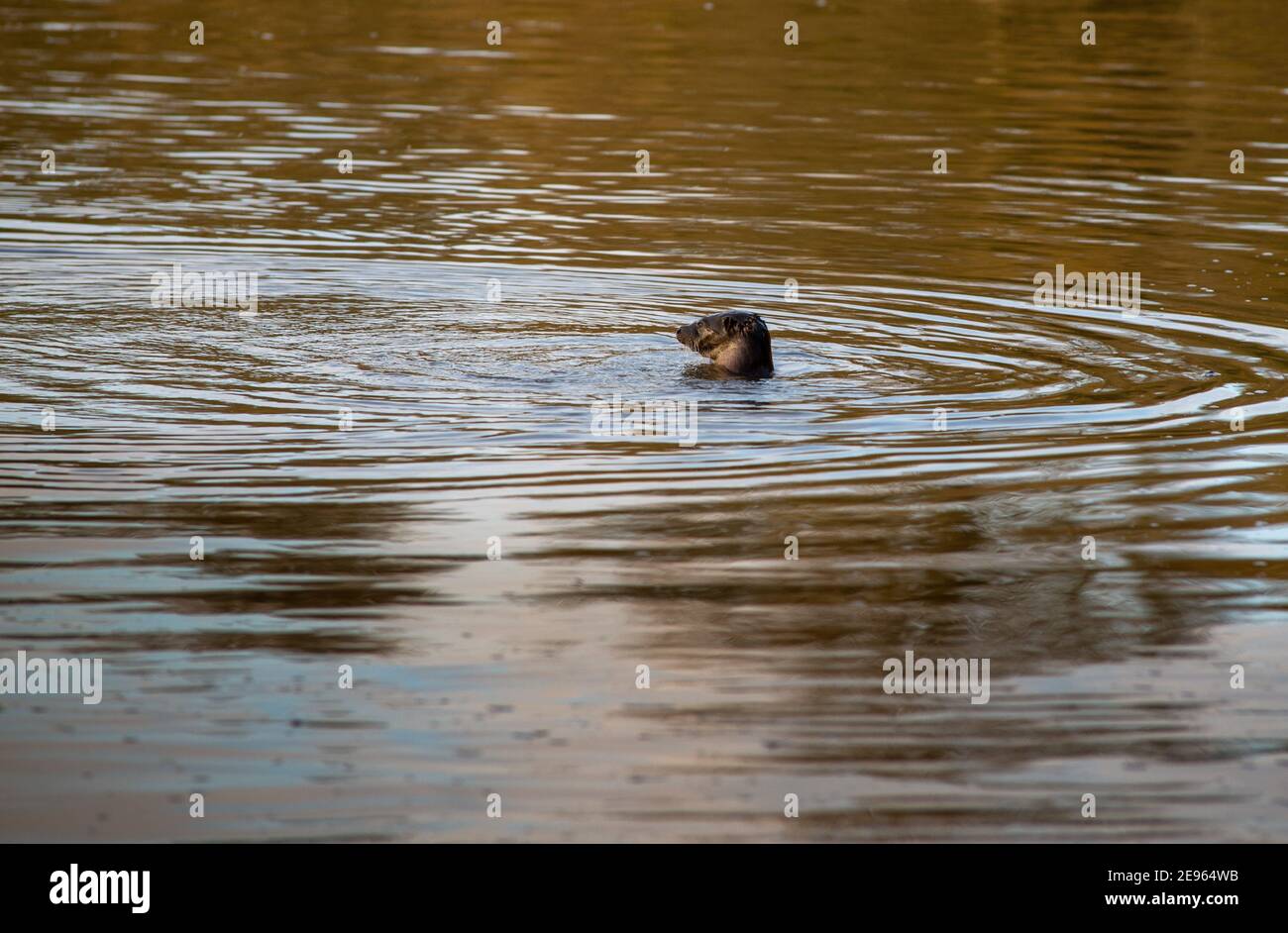 A Eurasian otter hunting in water coloured by a winter spate. River ...