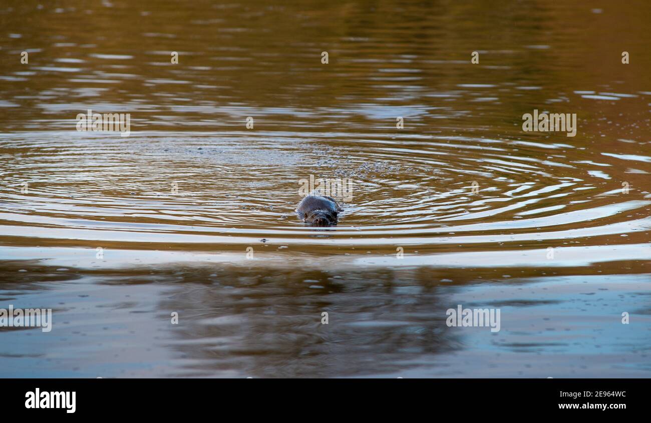 A Eurasian otter hunting in water coloured by a winter spate. River ...