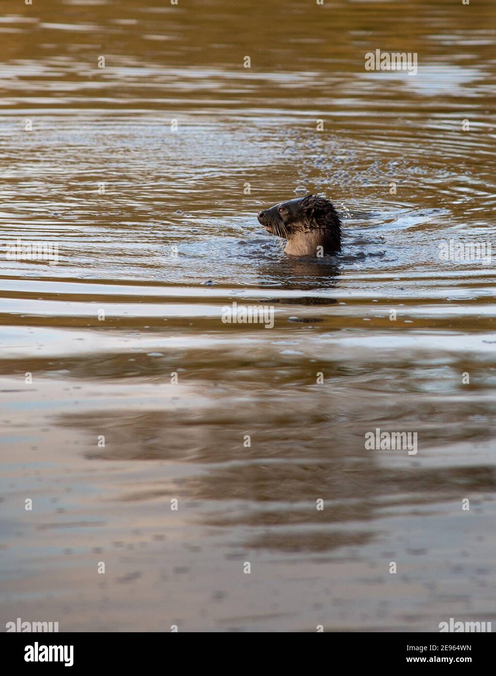 A Eurasian otter hunting in water coloured by a winter spate. River ...