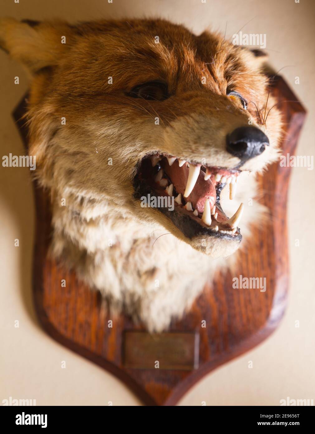 Fox head trophy from the Art Deco period - 1910s to 1930s Stock Photo ...