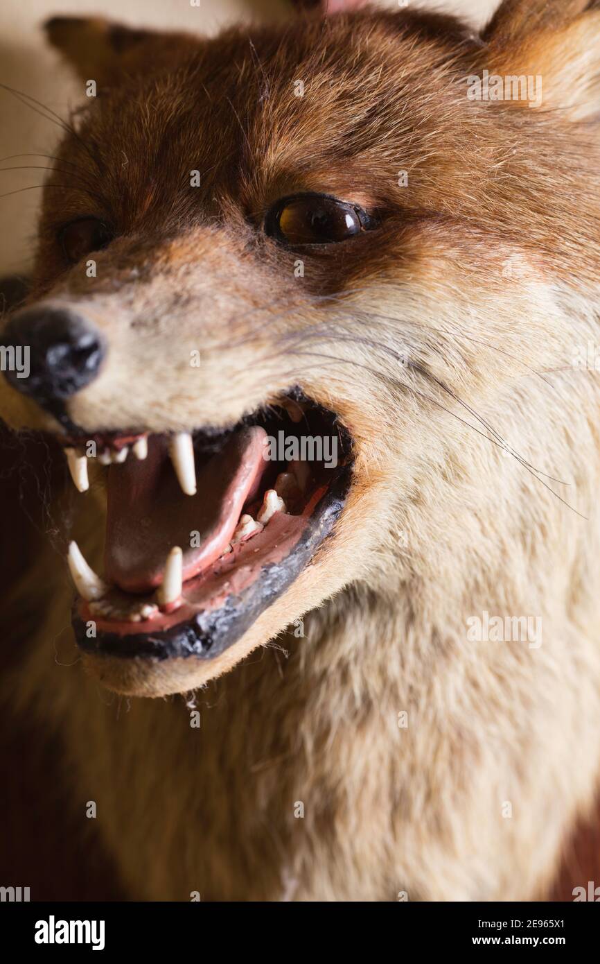 Fox head trophy from the Art Deco period - 1910s to 1930s Stock Photo ...