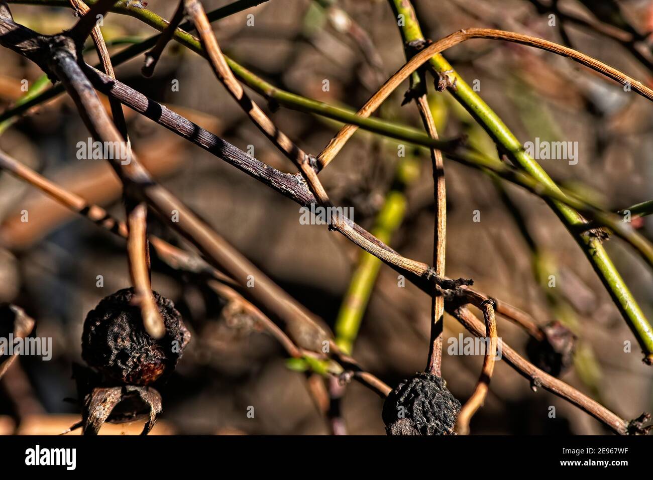 Fine twigs hi-res stock photography and images - Alamy
