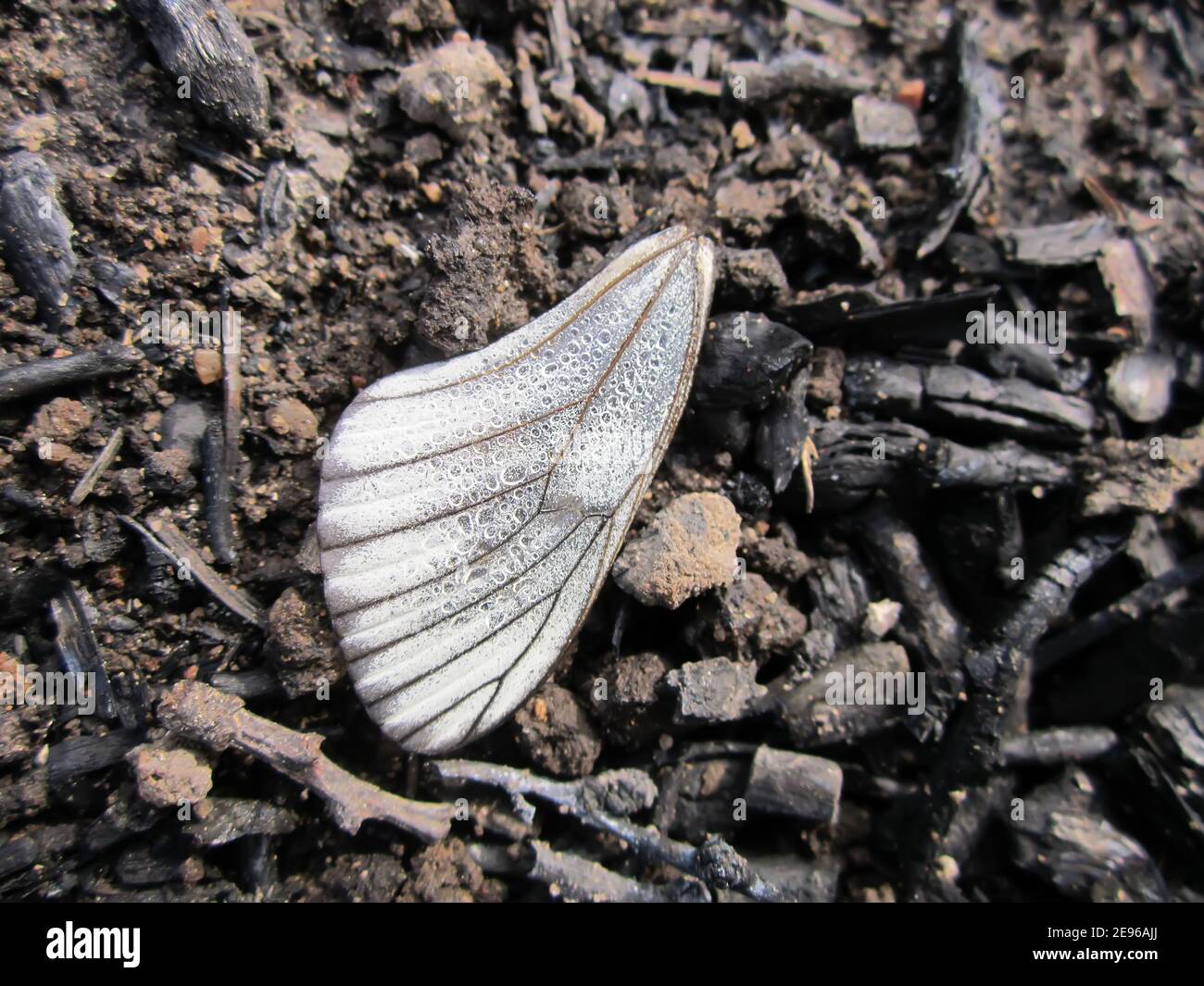 Butterfly in summer hi-res stock photography and images - Alamy