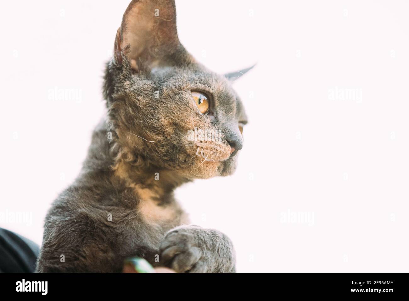Young Gray Devon Rex Kitten On White Background. Short-haired Cat Of ...