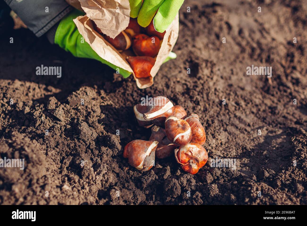 Tulip bulbs spring planting. Woman gardener gets bulbs out of paper bag ...