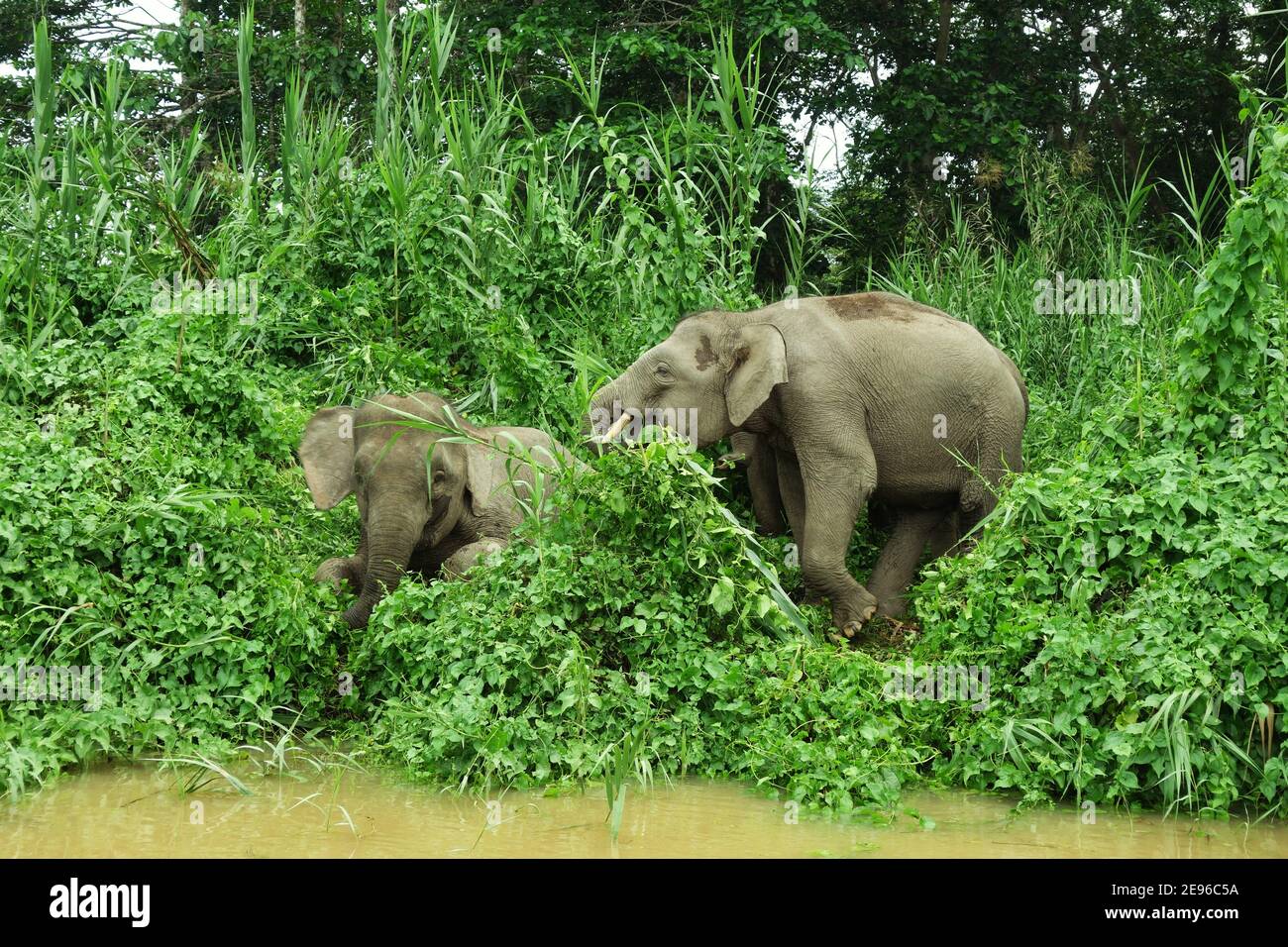 Two elephants vying for space on the banks of the borneo river Stock ...