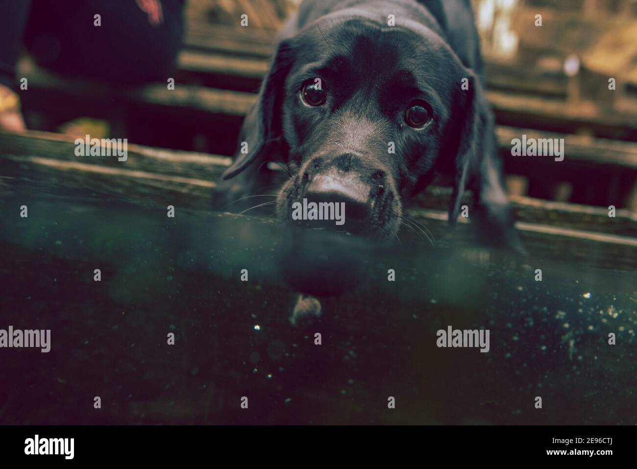 lab puppy taking a drink from a fresh florida spring Stock Photo - Alamy