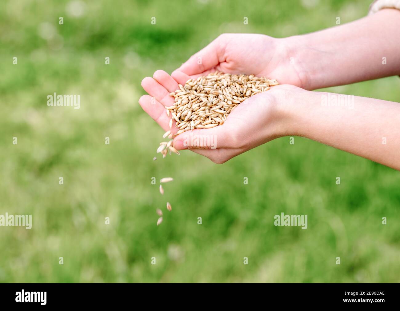 Farmer woman cupped hands pour seeds,whole wheat grain kernels.planting ...