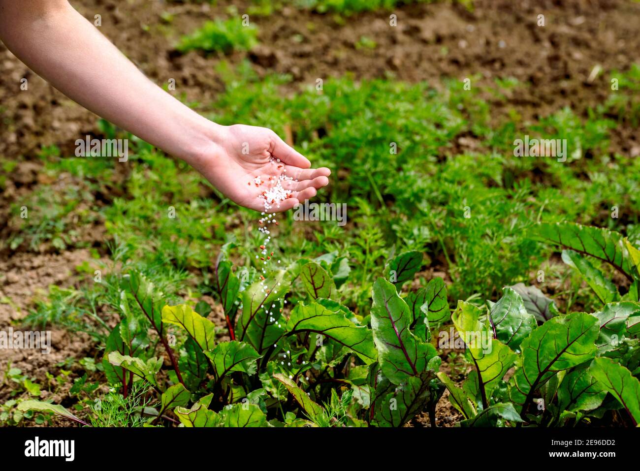 Fertilizer plant hi-res stock photography and images - Alamy