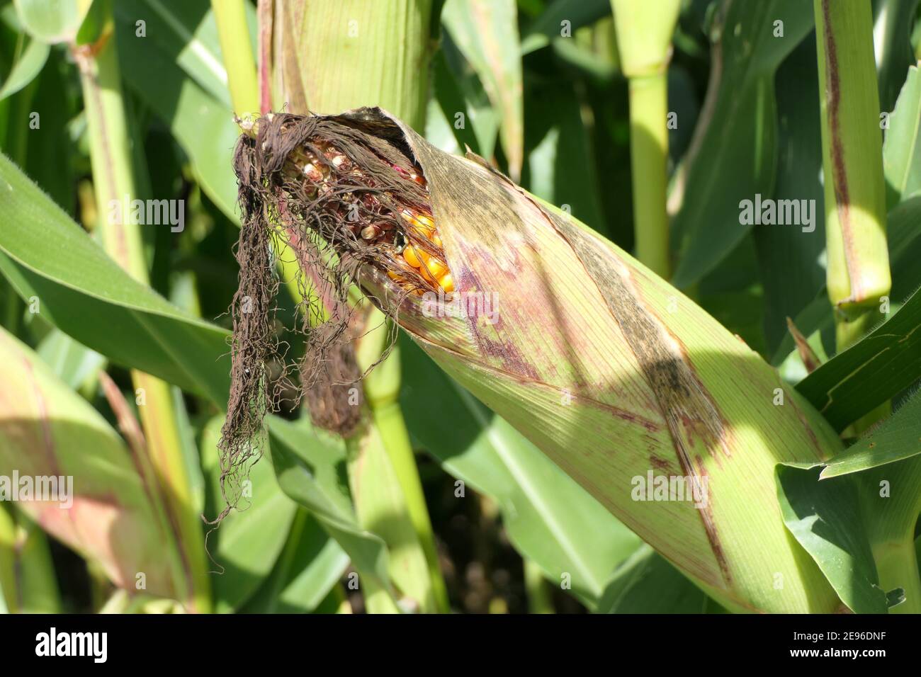 Close up of mature sunlit and half open corncob with ripe golden ...