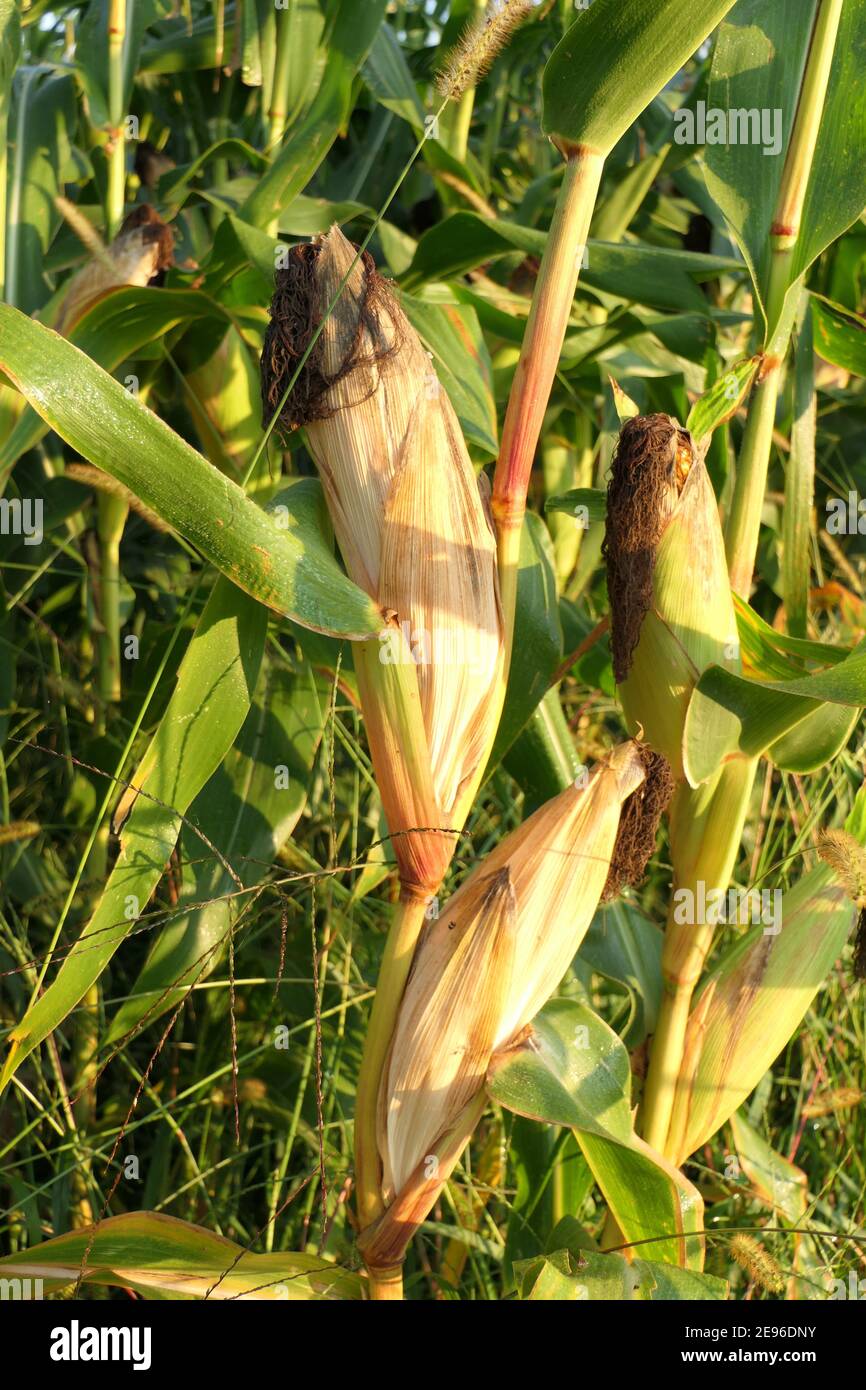 Golden maize hi-res stock photography and images - Alamy