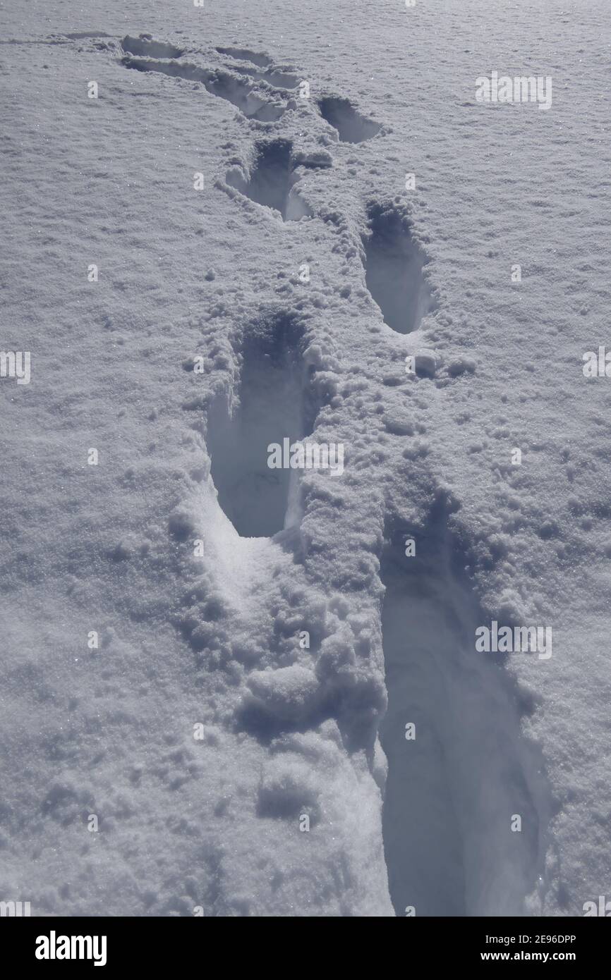 Human footprints in winter hi-res stock photography and images - Alamy