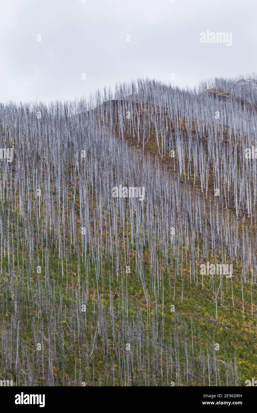 Dead trees killed by a 2003 forest fire, along the Floe Lake Trail in ...