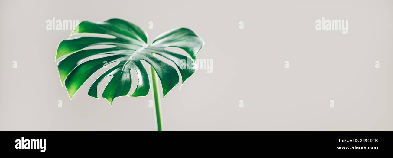 Real exotic green monstera hi-res stock photography and images - Alamy
