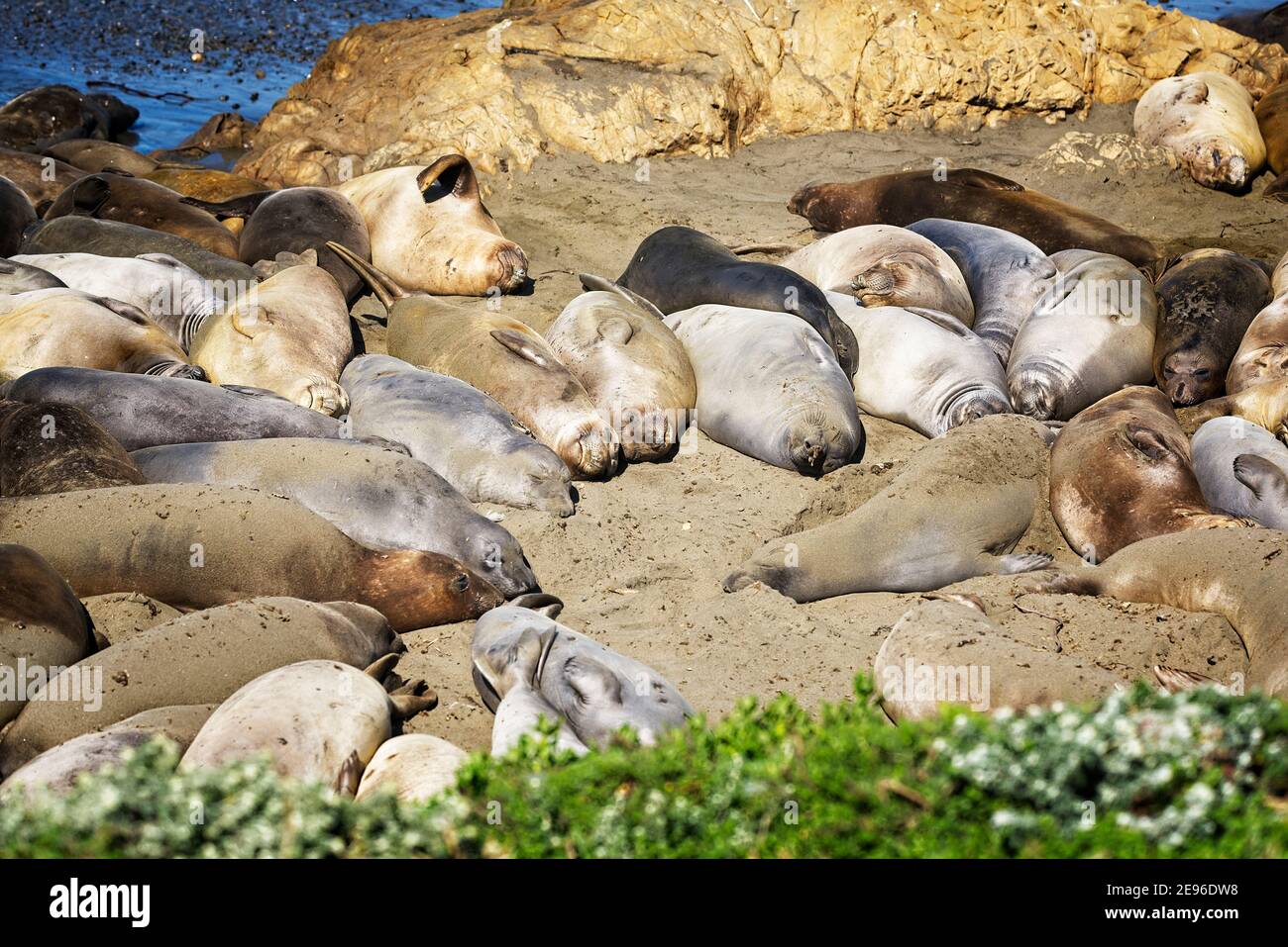 Pinniped pinnipeds hi-res stock photography and images - Alamy